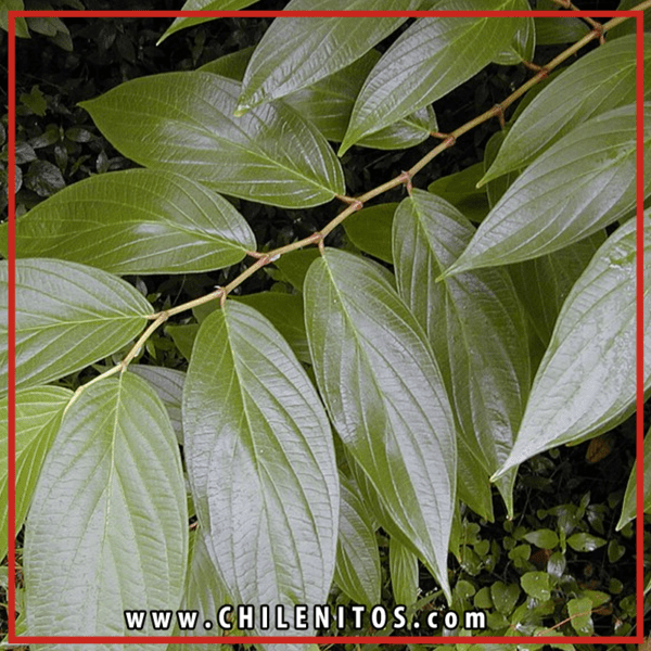 Matico para que sirve – 懶 ️ CHILENITOS.COM